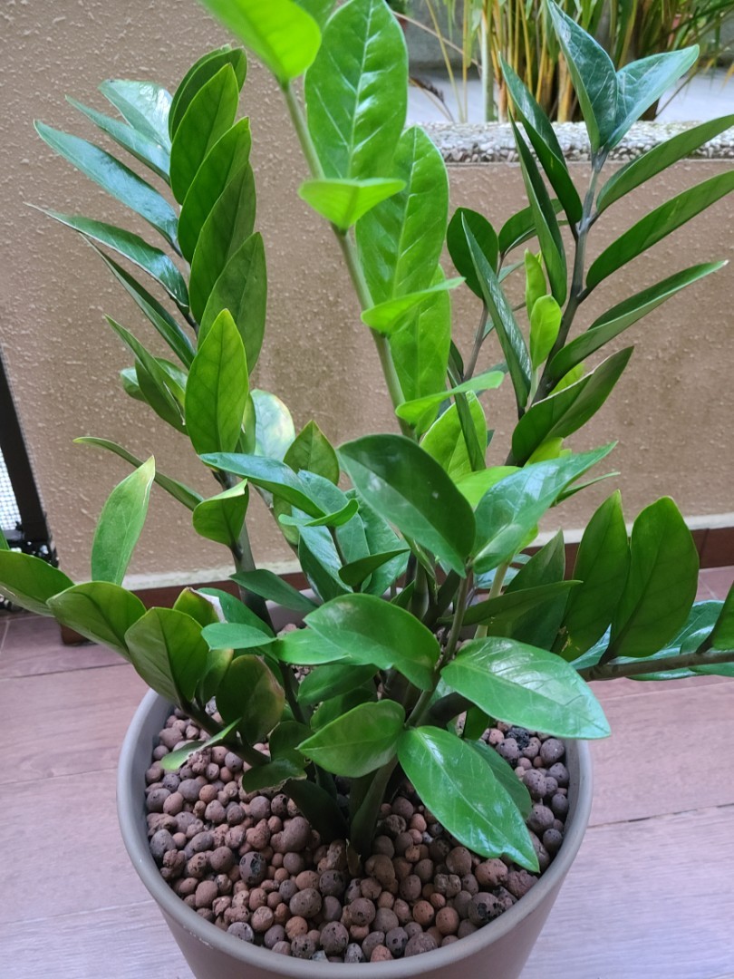 Ornamental ZAMIA Plant, Furniture & Home Living, Gardening, Plants ...