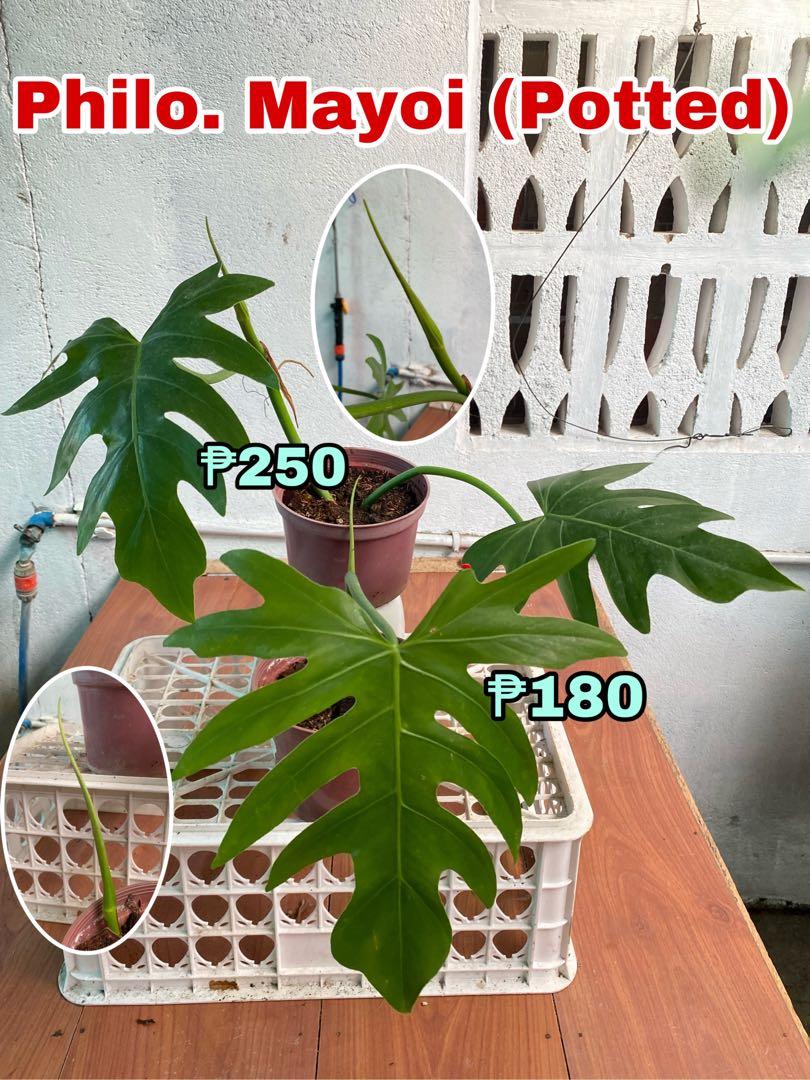 Philo. Mayoi, Furniture & Home Living, Gardening, Plants & Seeds on ...