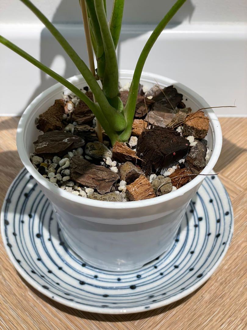 Syngonium Bold Allusion, Furniture & Home Living, Gardening, Pots ...