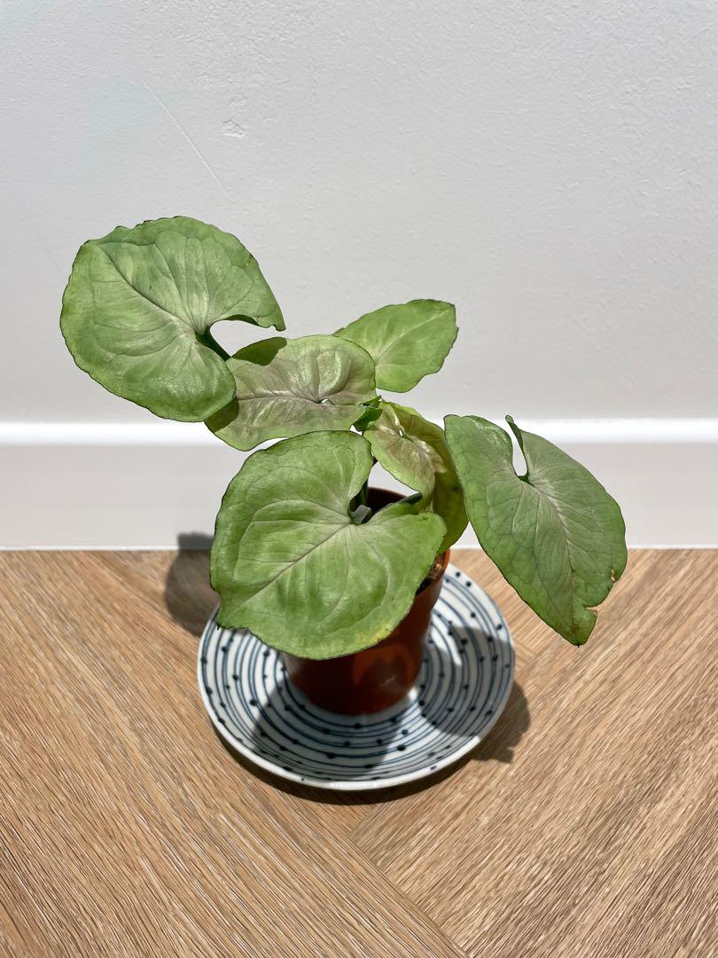 Syngonium Bold Allusion, Furniture & Home Living, Gardening, Pots ...