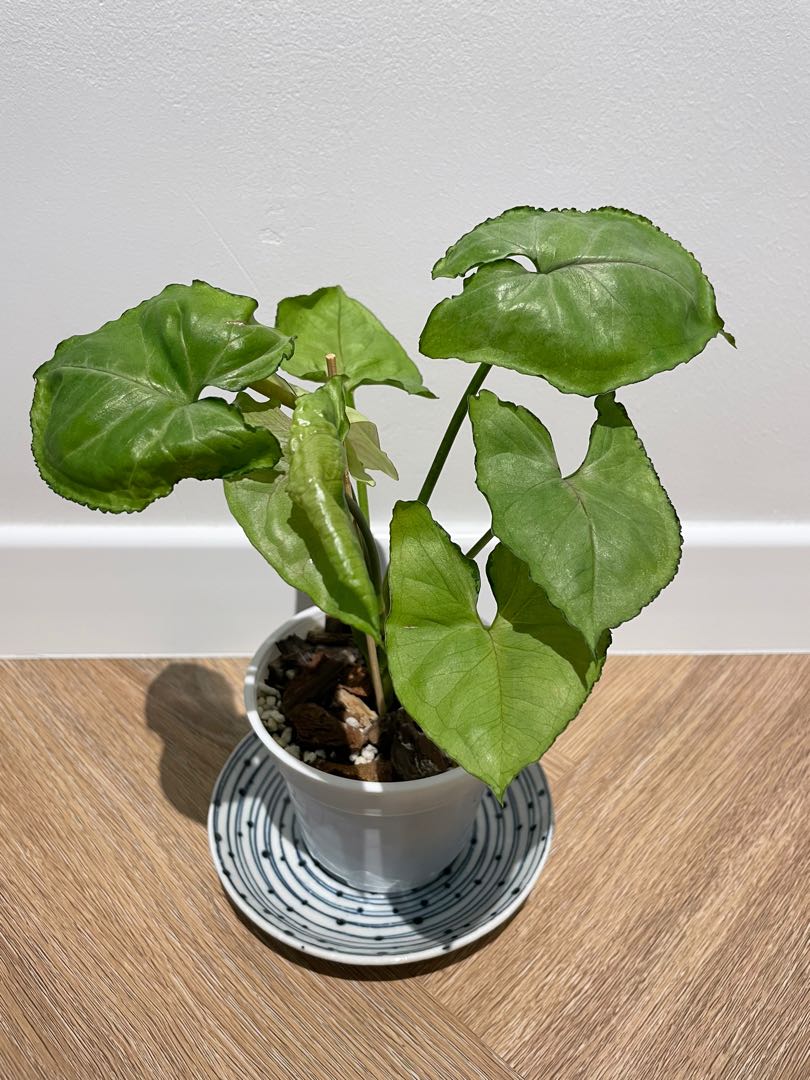 Syngonium Bold Allusion, Furniture & Home Living, Gardening, Pots ...