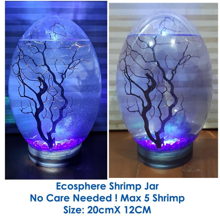 Twilight enchanted shrimp jar ecosphere with light for opae ula ...