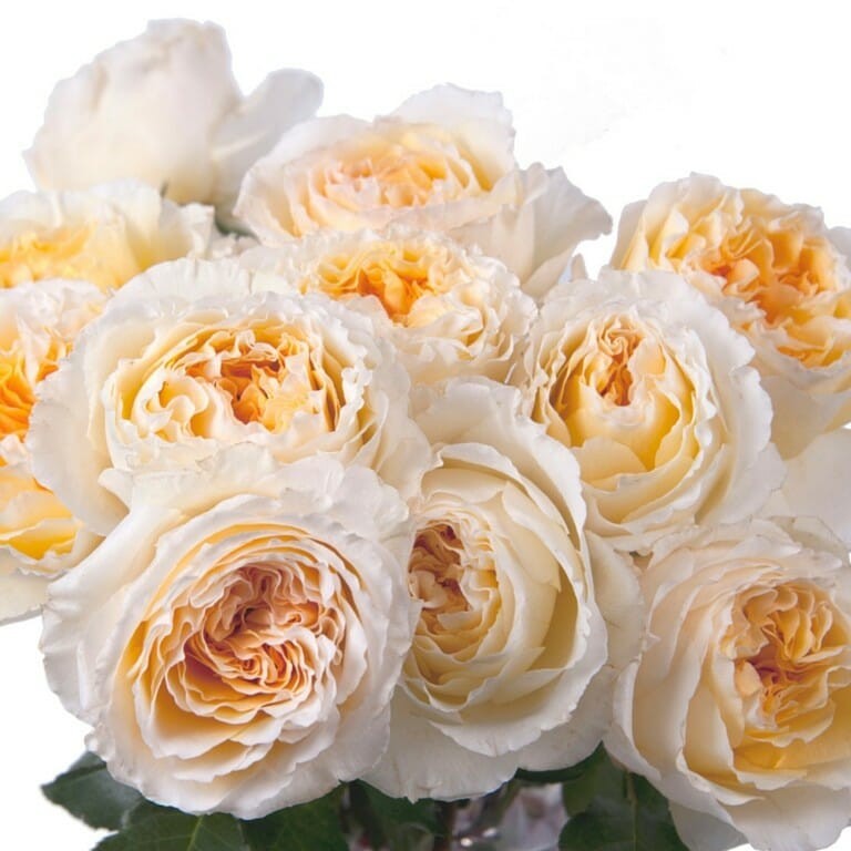 Beatrice rose, Furniture & Home Living, Gardening, Plants & Seeds on ...