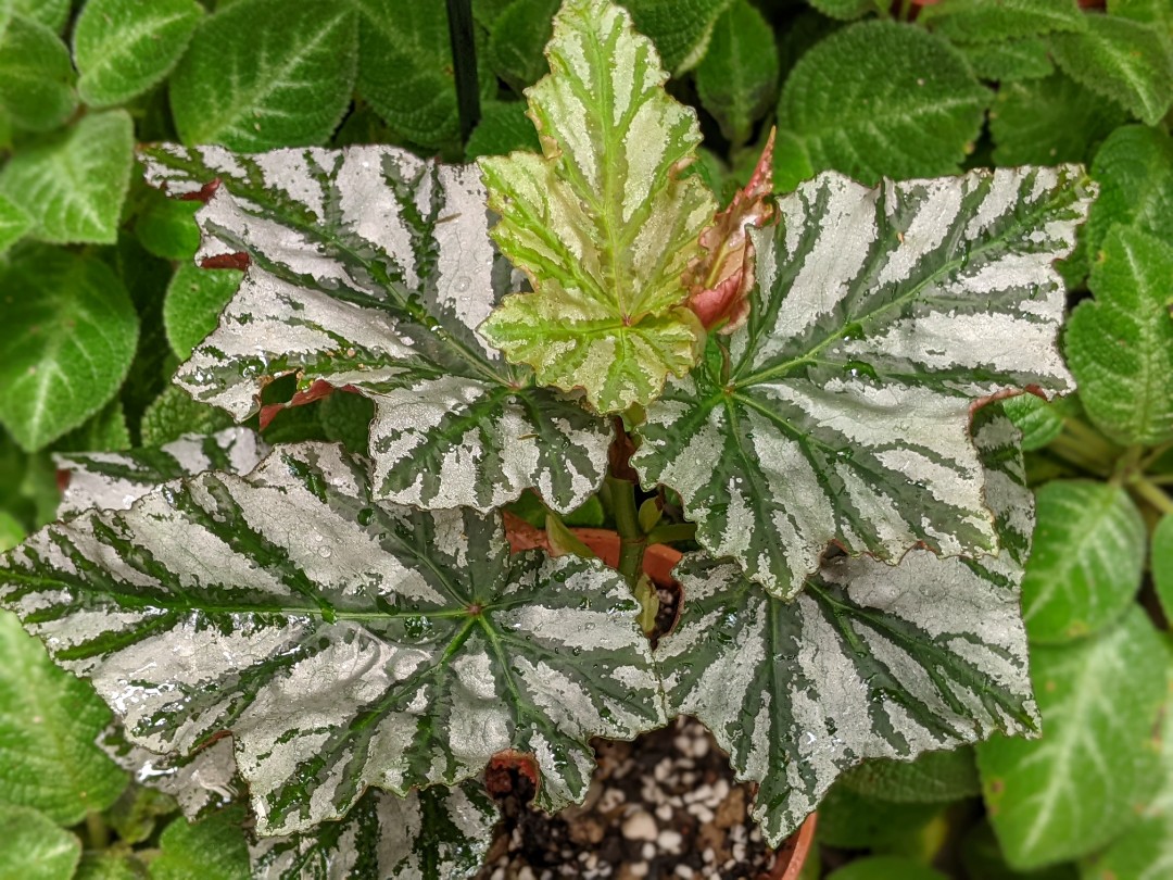 Begonia Highway, Furniture & Home Living, Gardening, Plants & Seeds on ...