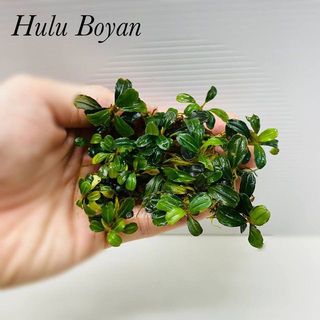 Bucephalandra Hulu Boyan - Aquatic Plant Buce Bucep, Furniture & Home ...