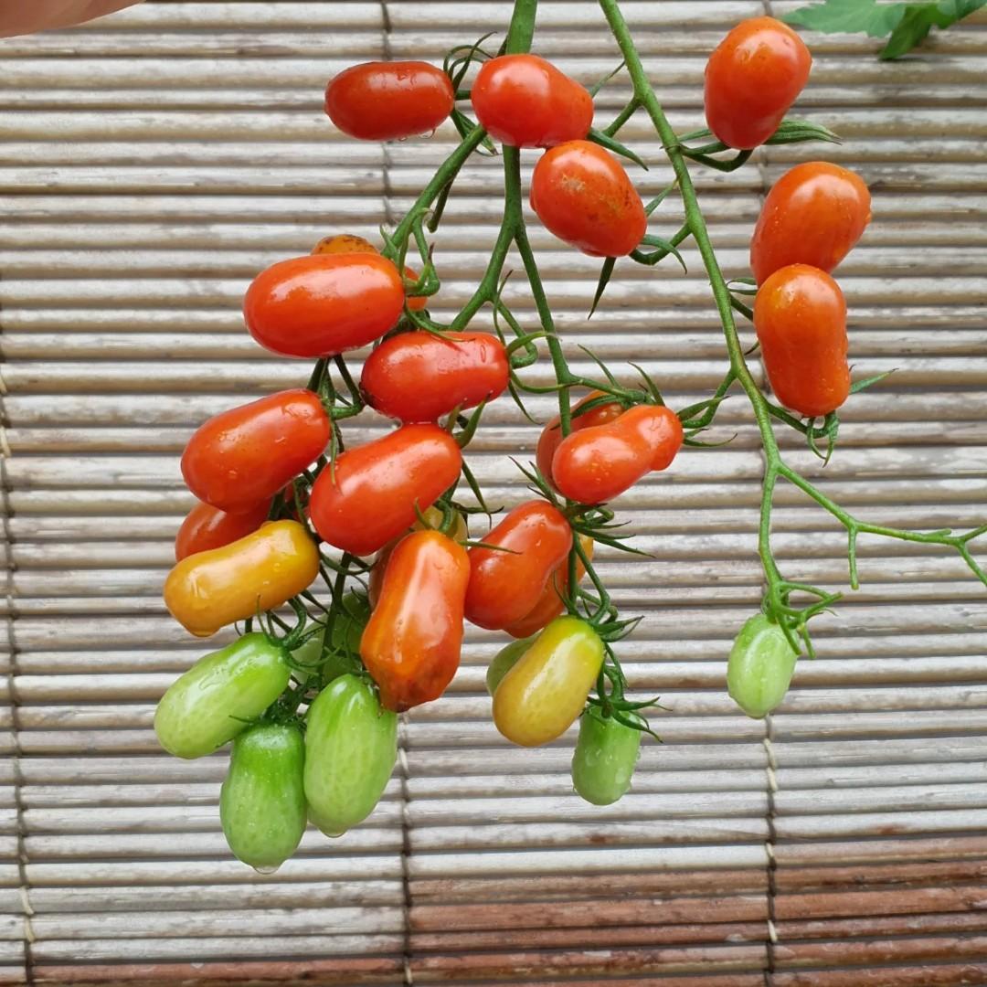 Cherry Tomato Seedlings, Furniture & Home Living, Gardening, Plants ...