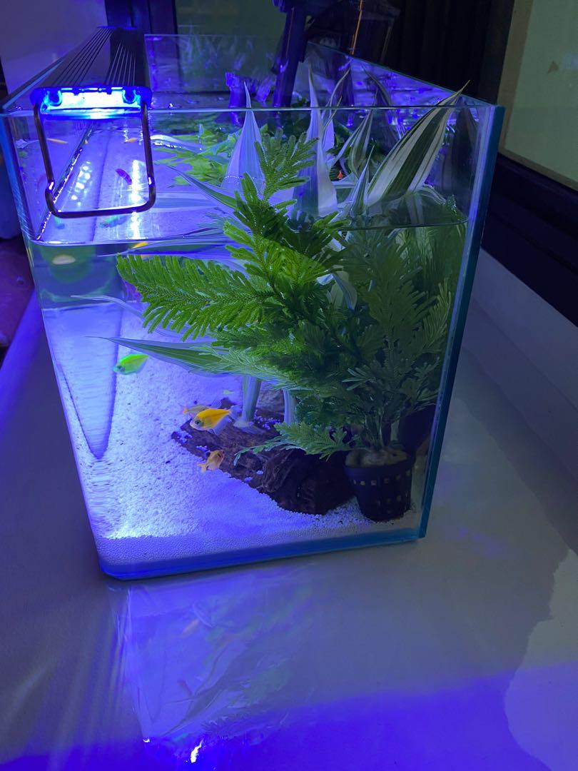 Glass Fish Tank, Pet Supplies, Homes & Other Pet Accessories on Carousell