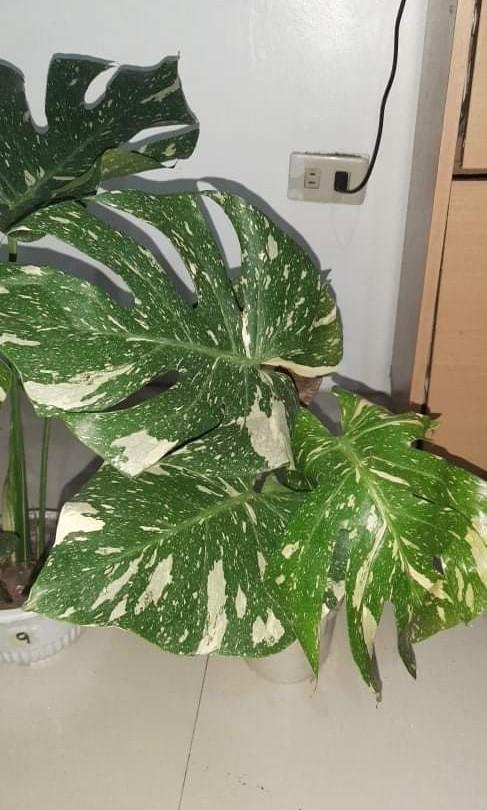 Monstera Thai Cons, Furniture & Home Living, Gardening, Plants & Seeds ...