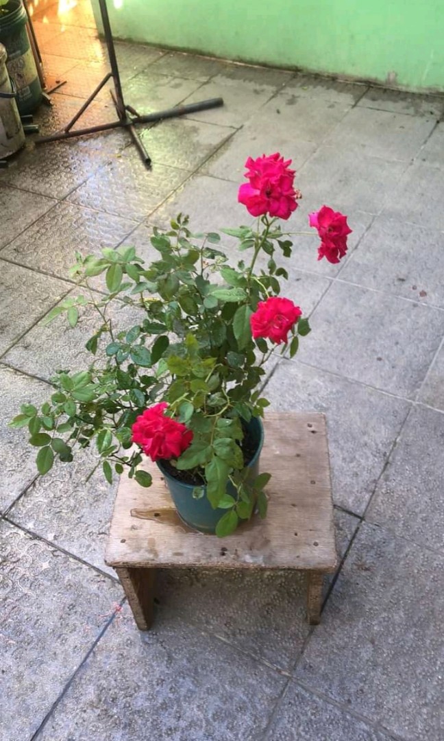 Pitimini rose, Furniture & Home Living, Gardening, Plants & Seeds on ...