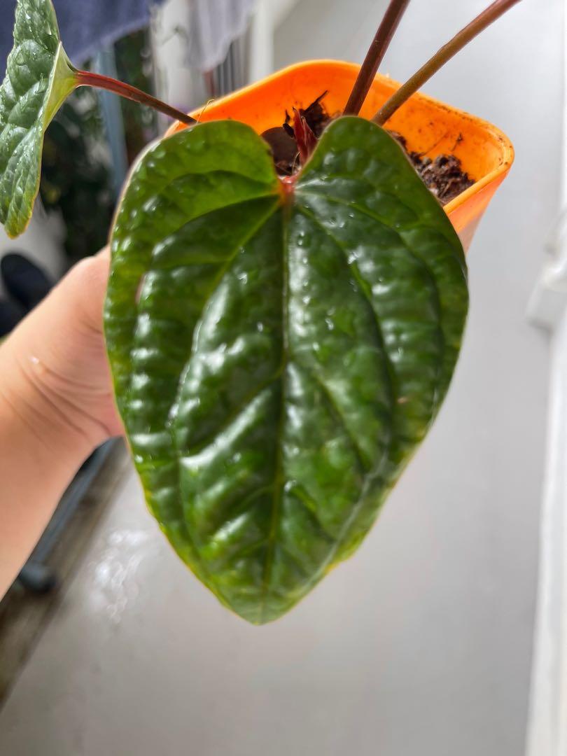 Anthurium Radicans x Luxurians, Furniture & Home Living, Gardening ...