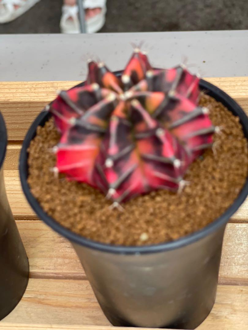 Beautiful gymno, Furniture & Home Living, Gardening, Plants & Seeds on ...