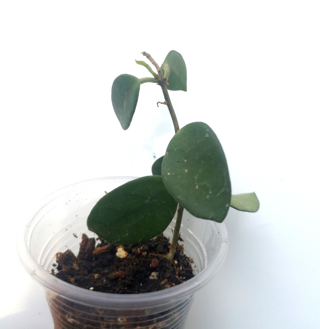 Hoya cv chouke on Carousell