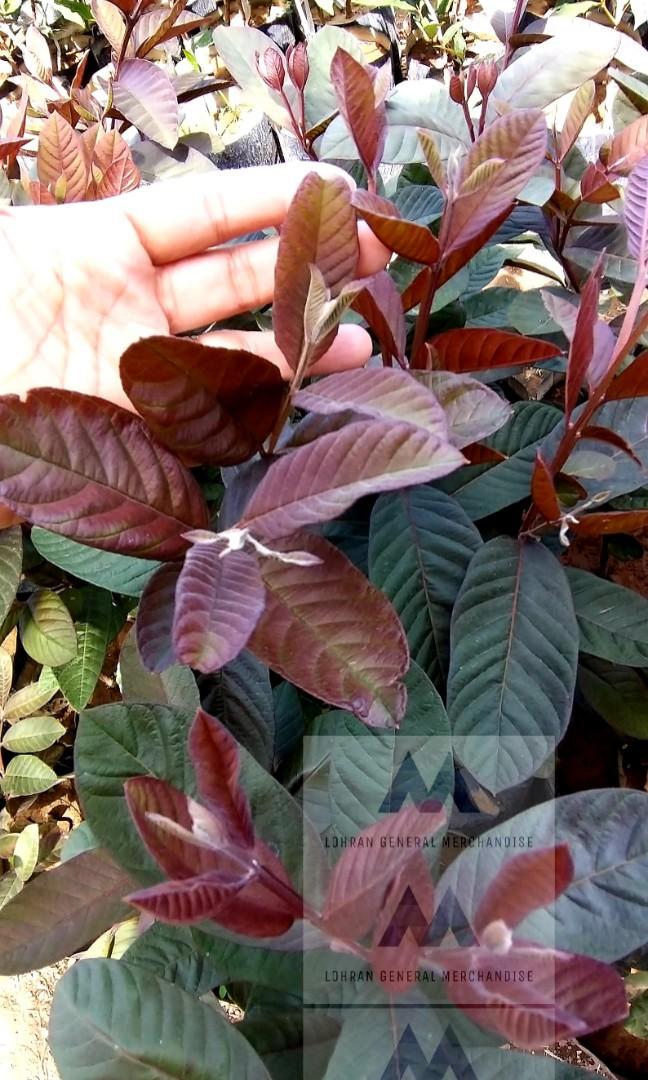 Malaysian Red Guava tree seedlings live Plant, Furniture & Home Living ...