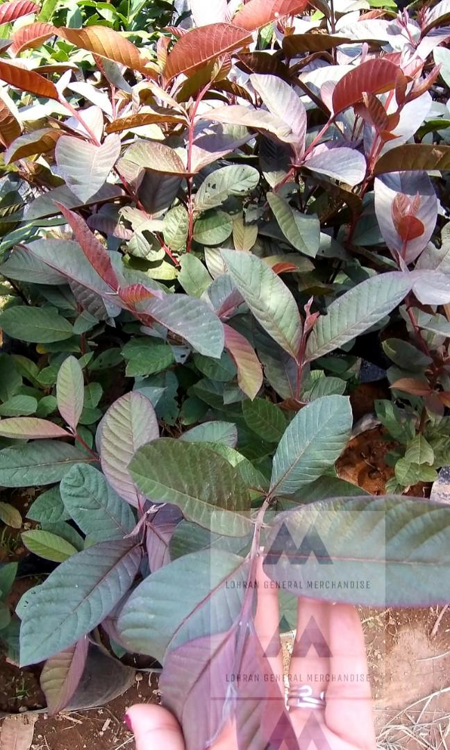 Malaysian Red Guava tree seedlings live Plant, Furniture & Home Living ...