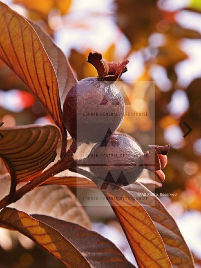 Malaysian Red Guava tree seedlings live Plant, Furniture & Home Living ...