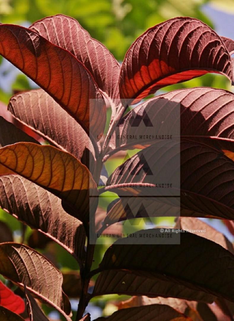 Malaysian Red Guava tree seedlings live Plant, Furniture & Home Living ...