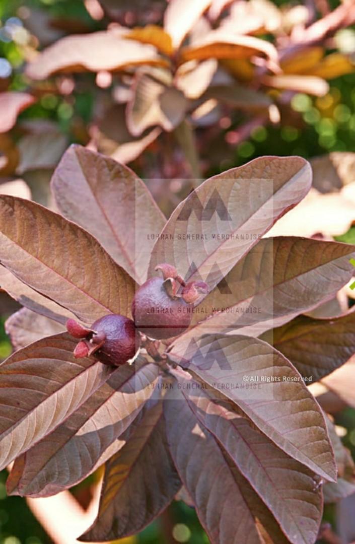 Malaysian Red Guava tree seedlings live Plant, Furniture & Home Living ...