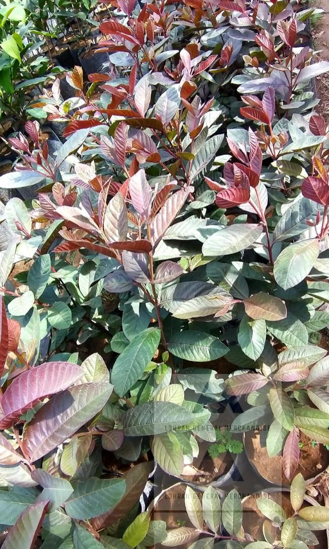 Malaysian Red Guava tree seedlings live Plant, Furniture & Home Living ...