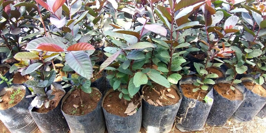 Malaysian Red Guava tree seedlings live Plant, Furniture & Home Living ...