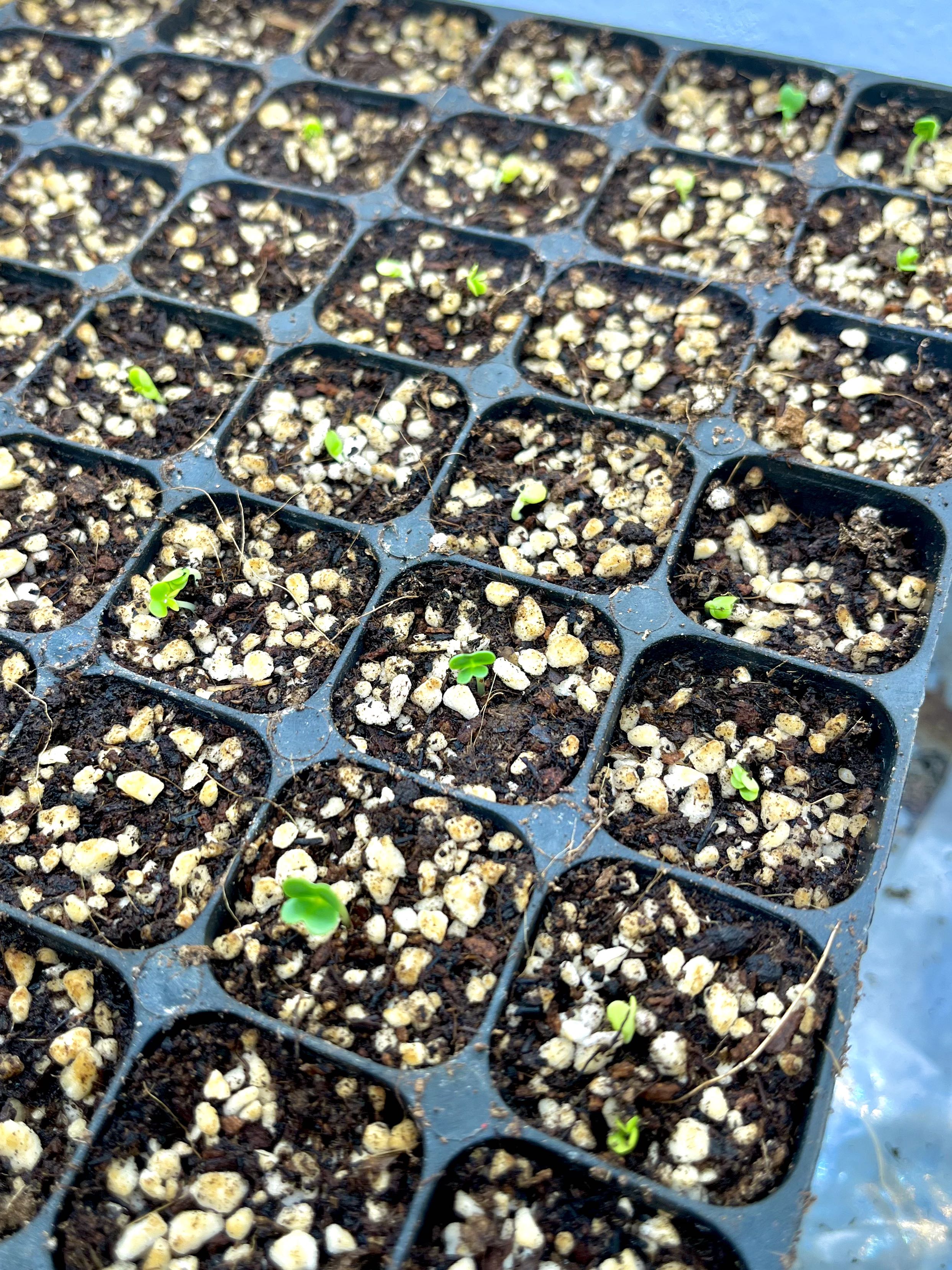 Organic Seed Starting Germination Mix for Herbs and Vegetables 1L ...