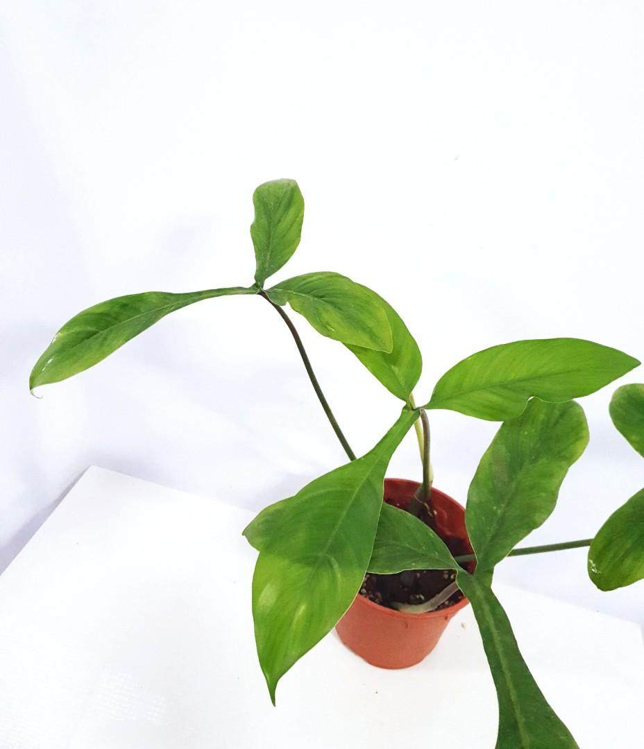 Philodendron 69686, Furniture & Home Living, Gardening, Plants & Seeds ...