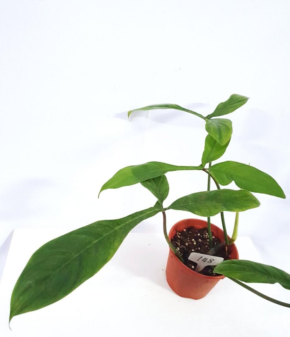 Philodendron 69686, Furniture & Home Living, Gardening, Plants & Seeds ...