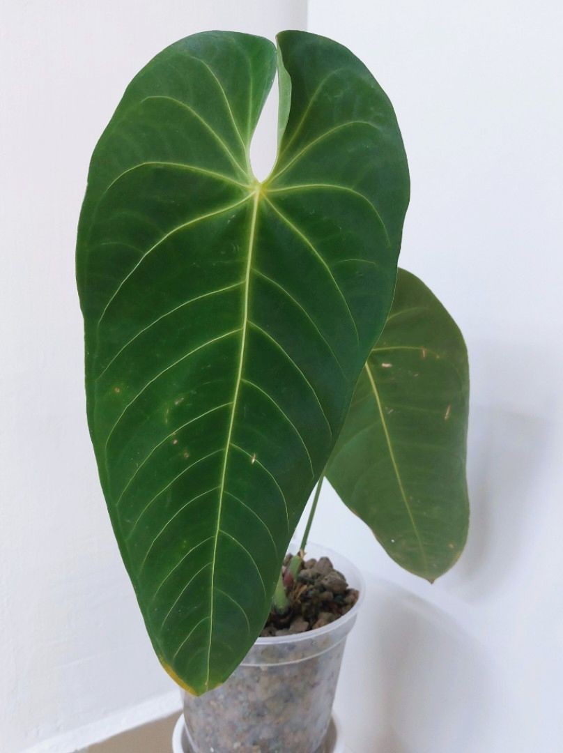 Anthurium Queremalense, Furniture & Home Living, Gardening, Plants ...