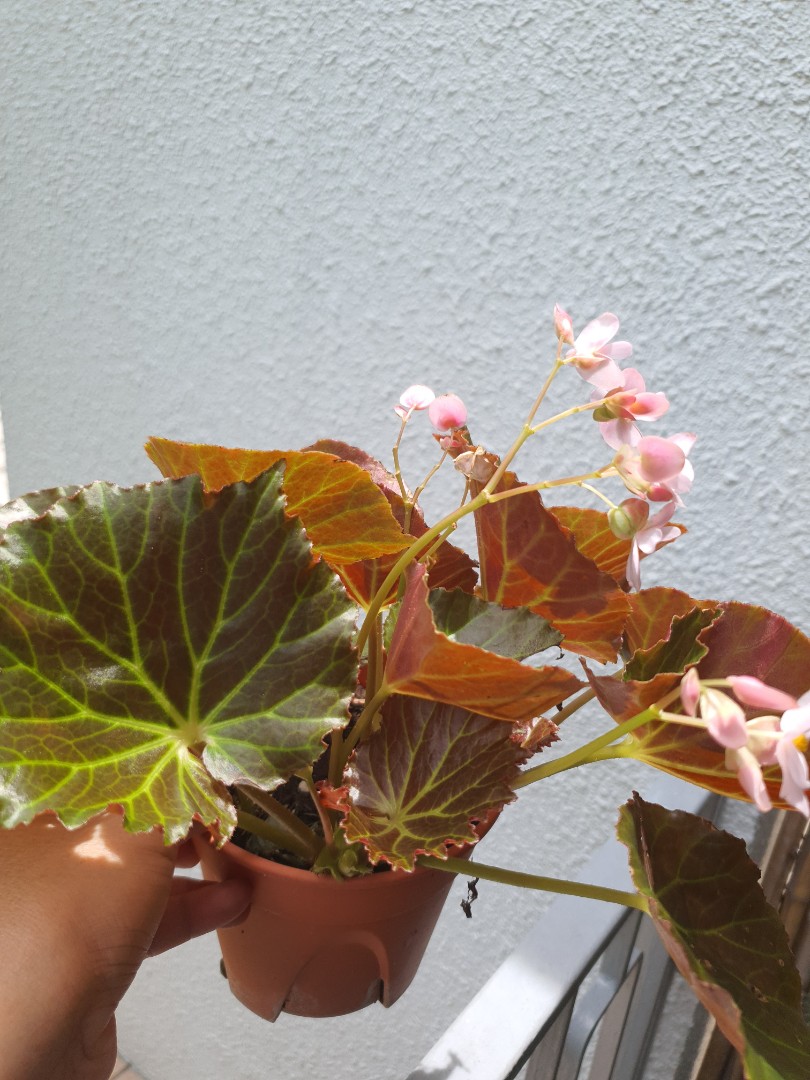 Begonia U514, Furniture & Home Living, Gardening, Plants & Seeds on ...