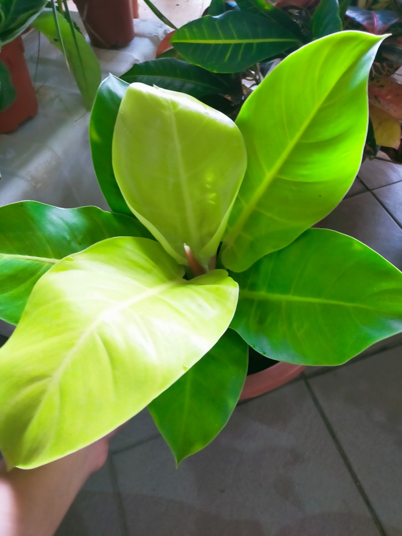 Philodendron green apple, Furniture & Home Living, Gardening, Plants ...