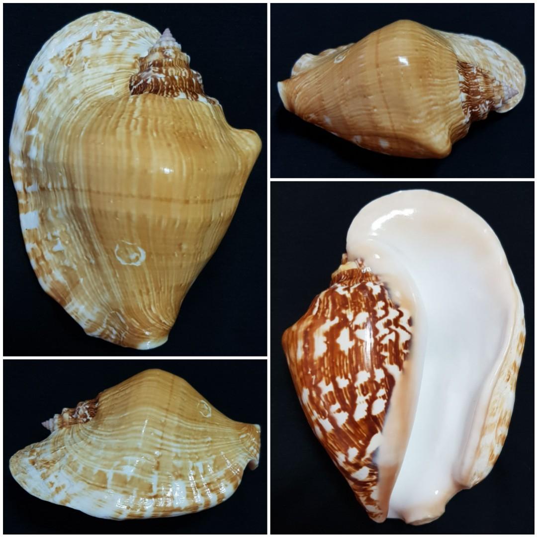 Seashell Widest Pacific Conch, Hobbies & Toys, Memorabilia ...