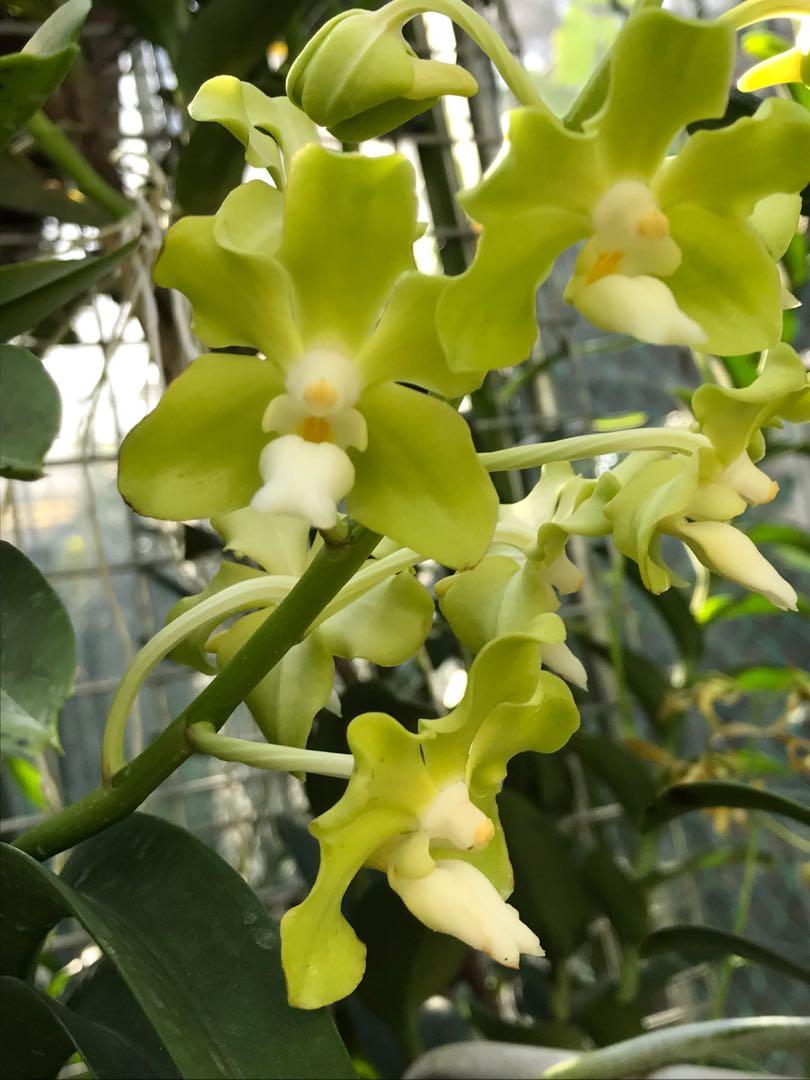 Vanda (Green with White Lip, Fragrant), Furniture & Home Living ...