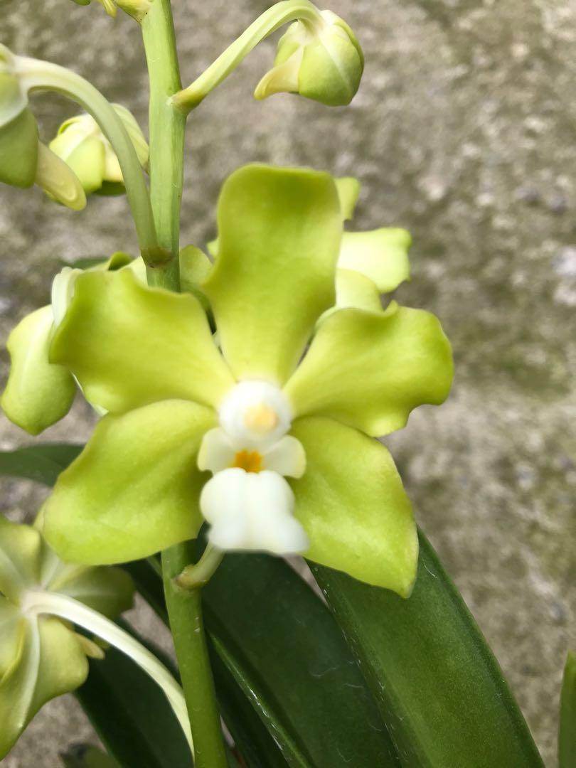 Vanda (Green with White Lip, Fragrant), Furniture & Home Living ...
