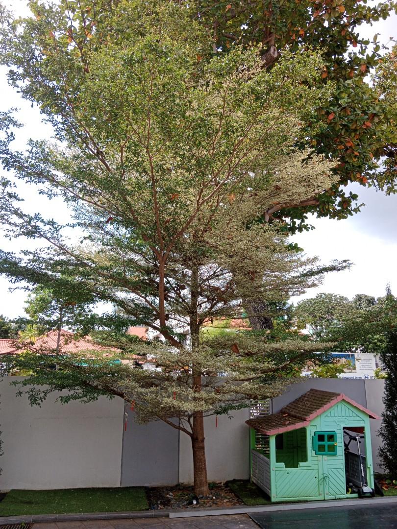 Variegated Bucida, Luxury, Accessories on Carousell