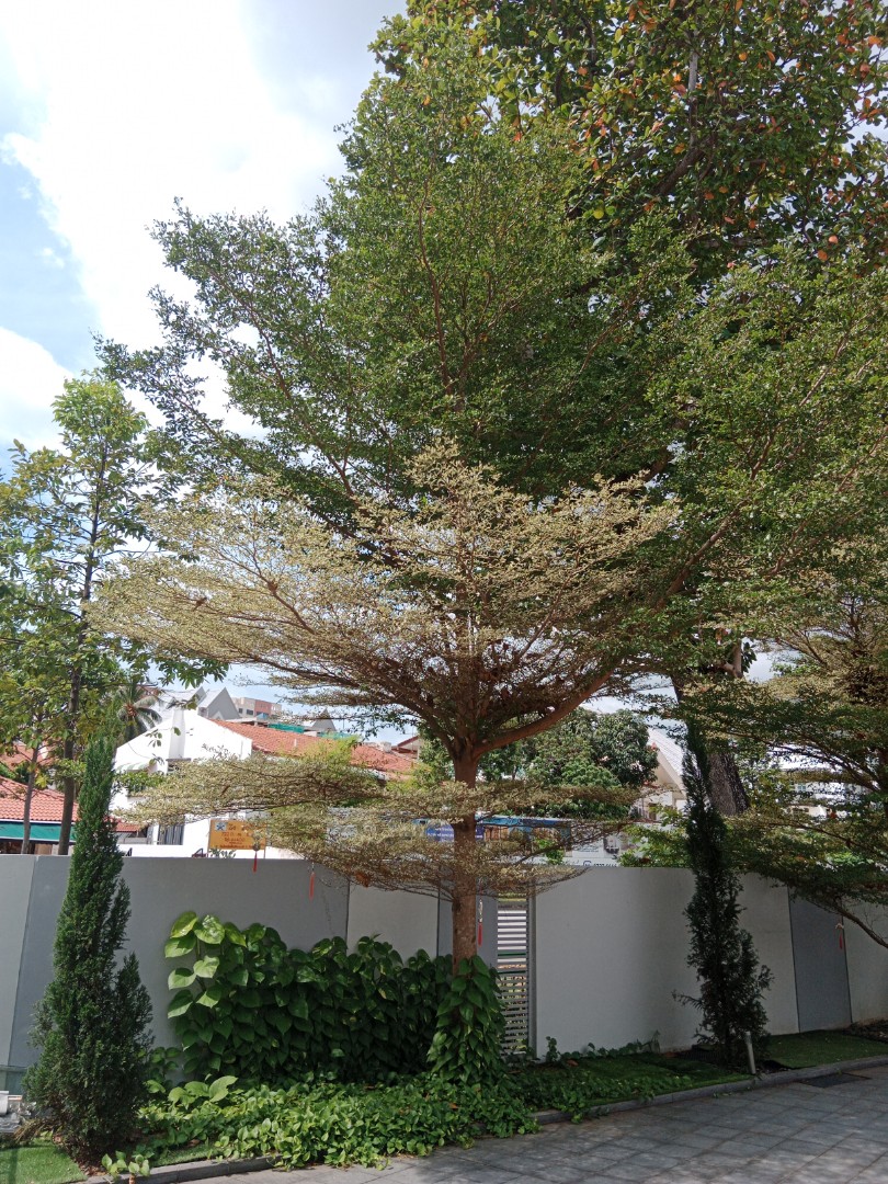 Variegated Bucida, Luxury, Accessories on Carousell