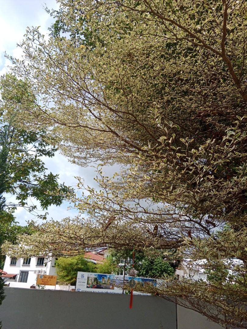 Variegated Bucida, Luxury, Accessories on Carousell