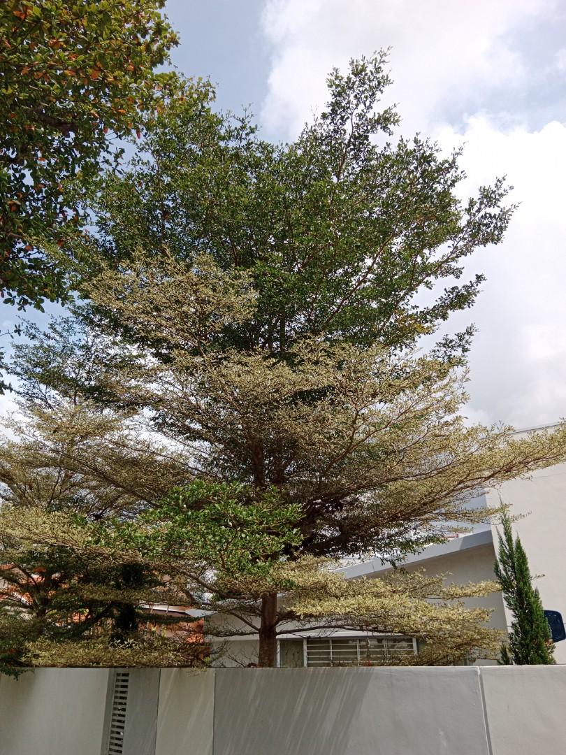 Variegated Bucida, Luxury, Accessories on Carousell