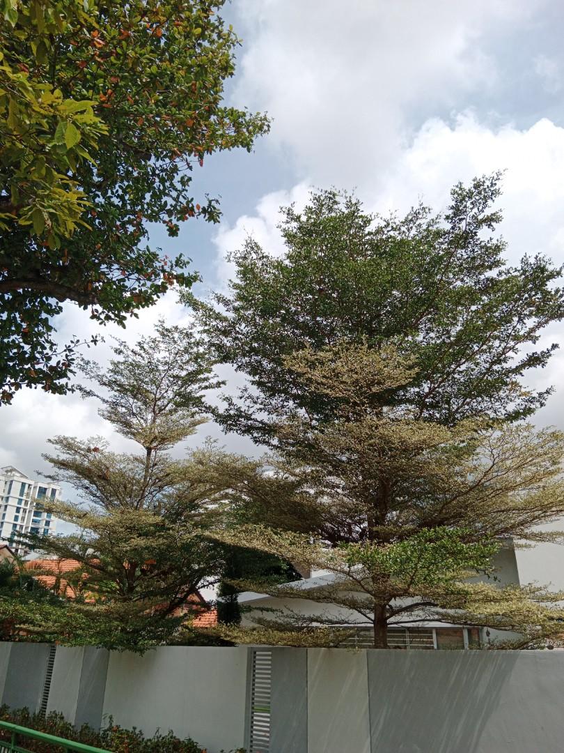 Variegated Bucida, Luxury, Accessories on Carousell