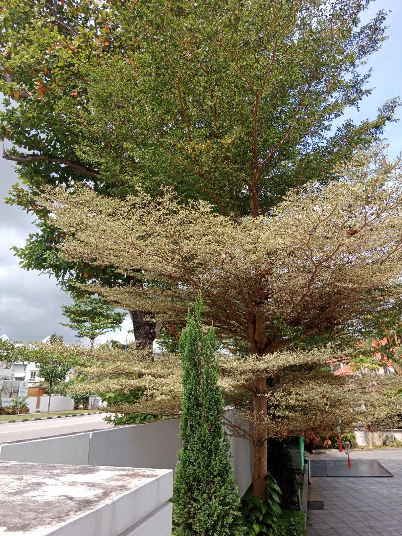 Variegated Bucida, Luxury, Accessories on Carousell