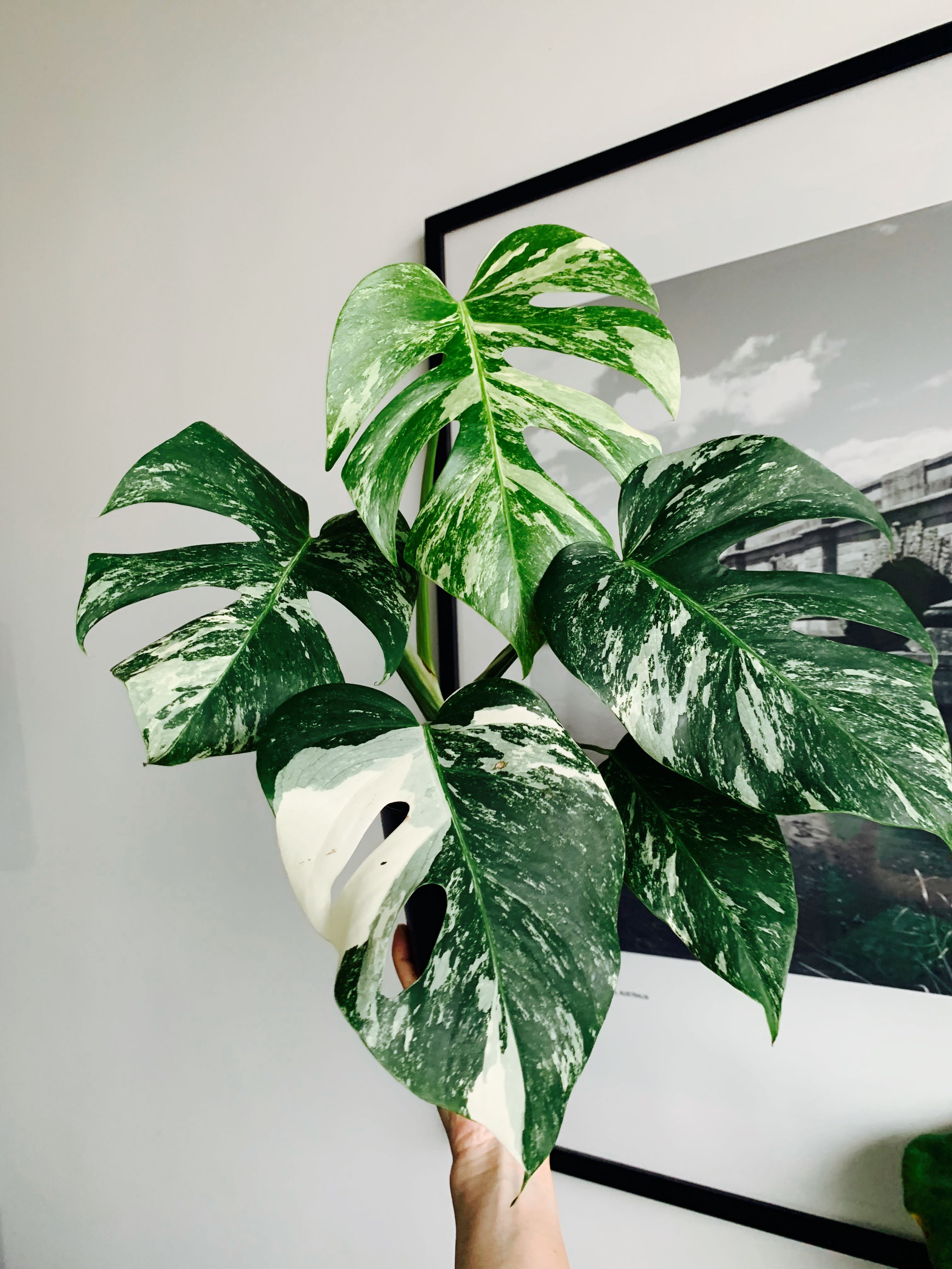 Variegated Monstera Albo Borsigiana, Furniture & Home Living, Gardening ...