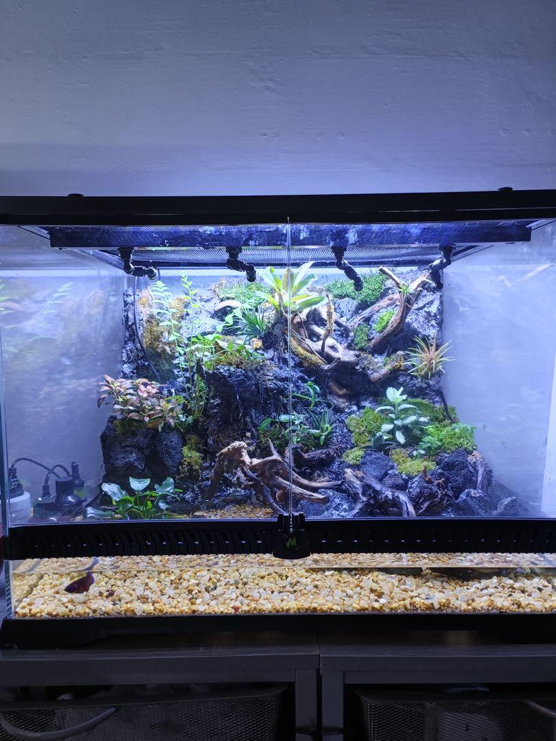 2ft paludarium tank, Sports Equipment, Fishing on Carousell
