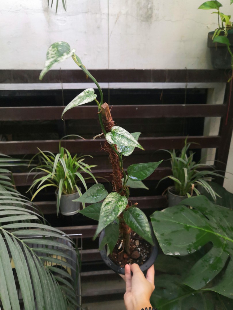 Cebu Blue Variegated, Furniture & Home Living, Gardening, Plants ...