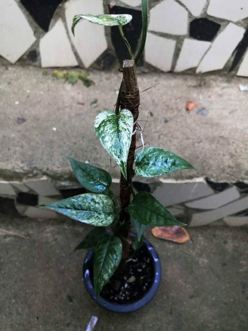 Cebu Blue Variegated, Furniture & Home Living, Gardening, Plants ...