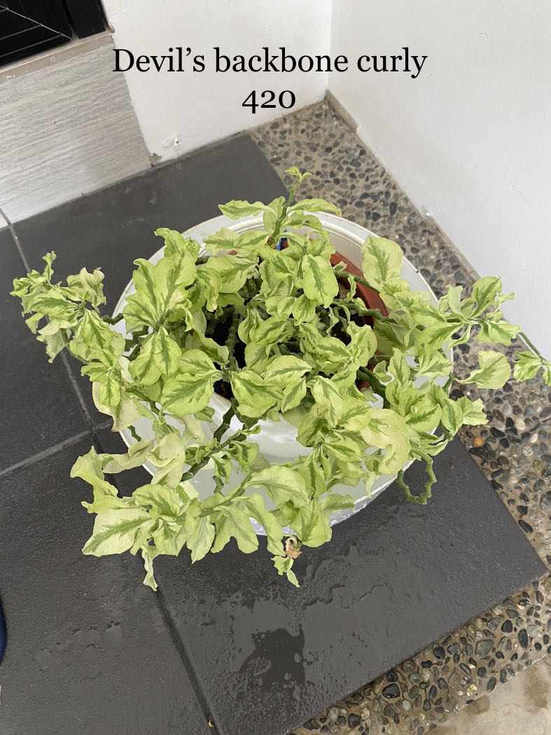 Devils backbone curly, Furniture & Home Living, Gardening, Plants ...
