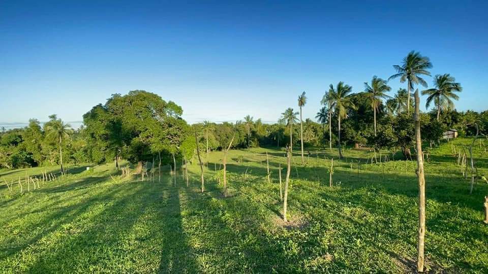 Farm lot 200sqm per cut Free transfer of title, Property, For Sale, Lot ...