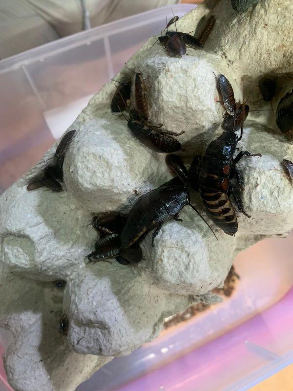 *Rare* Live feeder - Hissing cockroach . Insect feeder, Arowana feeder ...