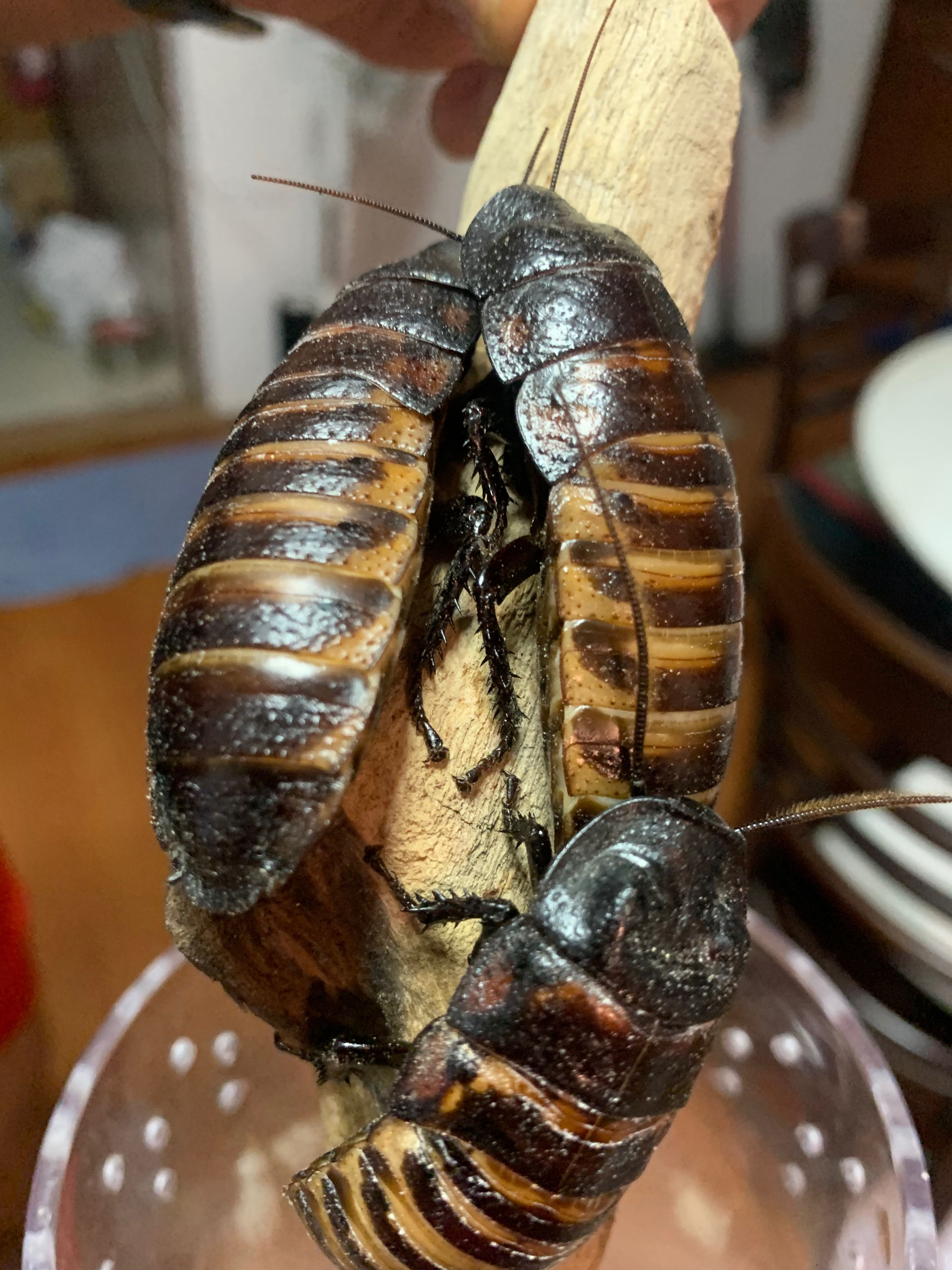 *Rare* Live feeder - Hissing cockroach . Insect feeder, Arowana feeder ...