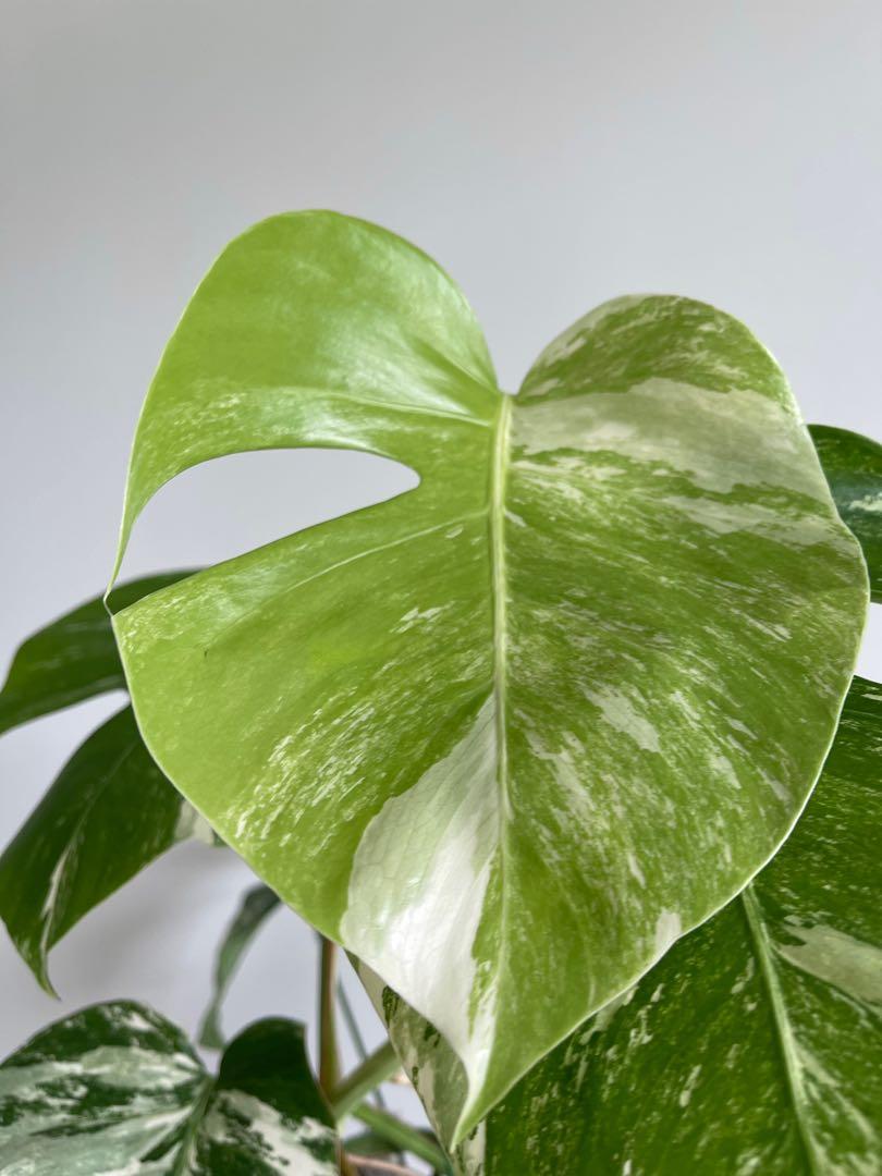 Marbled Monstera Borsigana Albo *3 leaves top cut*, Furniture & Home ...
