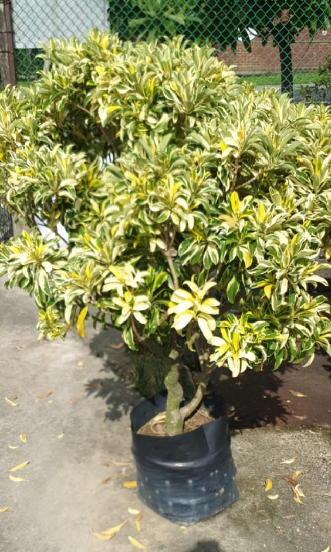 BUSHY AFRICAN JASMINE 1-1.2M, Furniture & Home Living, Gardening ...