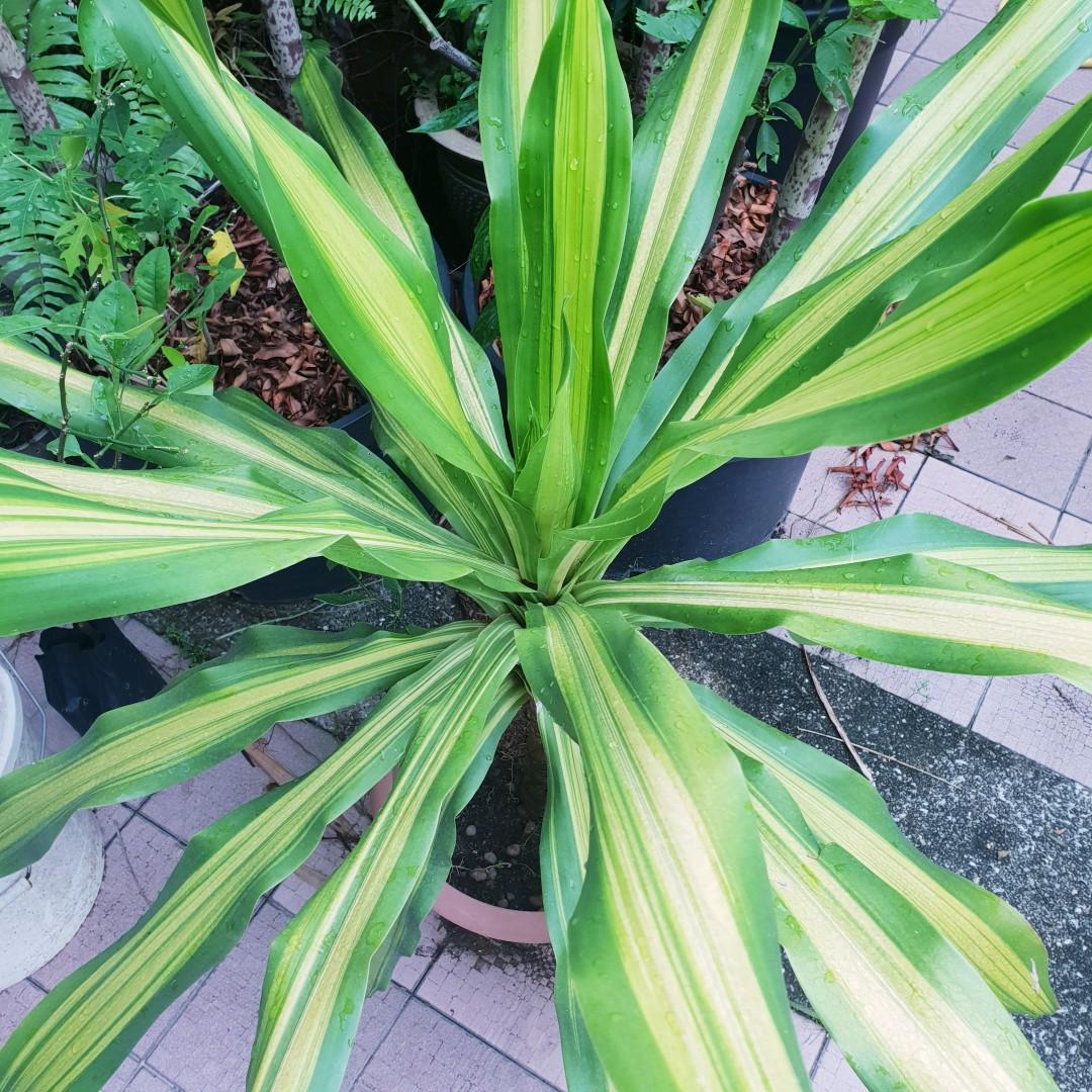 Dracaena fragrans, Furniture & Home Living, Gardening, Plants & Seeds ...