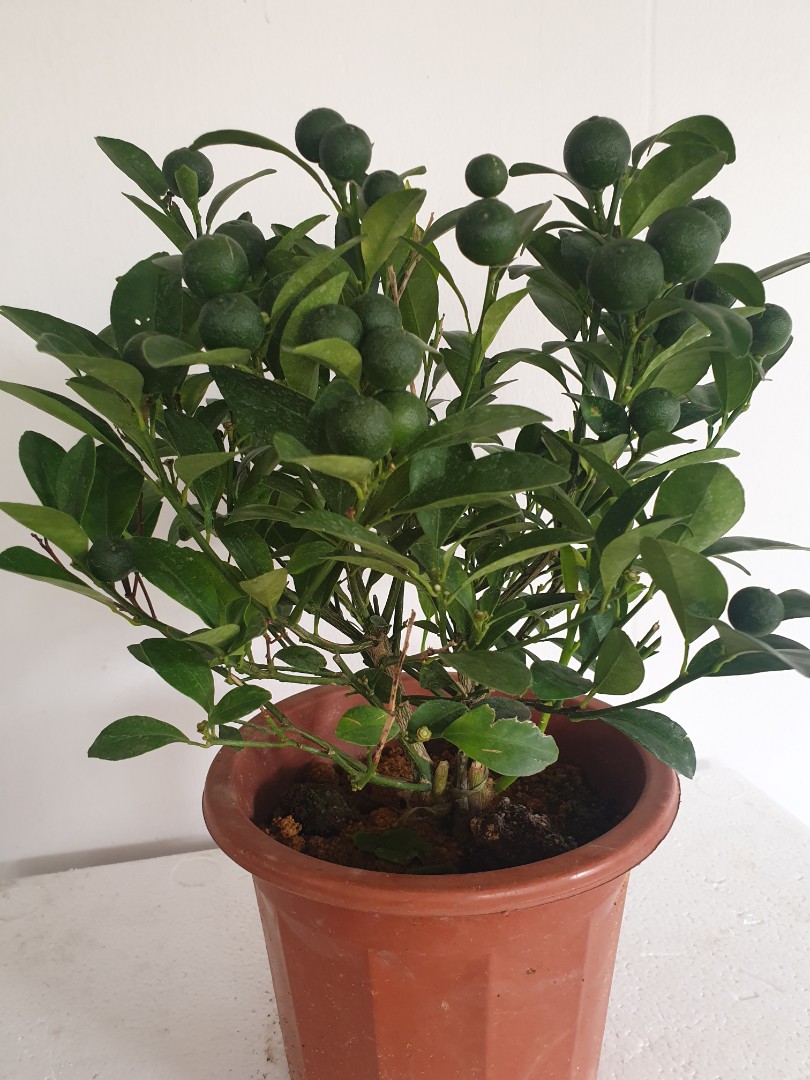 CHEAP & NICE EDIBLE LIME WITH FRUITS, Furniture & Home Living ...